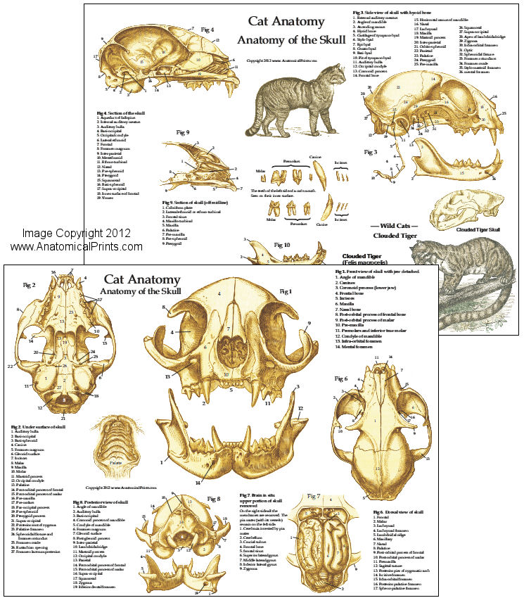 Domestic Cat Skull Anatomy Chart